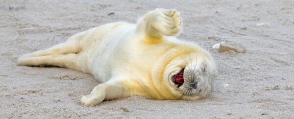 PSA: 2024's Funniest Wildlife Photos Are Here. It's Comedy Break Time ...