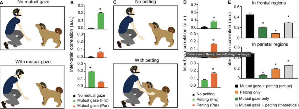 Dogs' Brains Sync With Ours When We Gaze Into Their Eyes, Study Finds ...