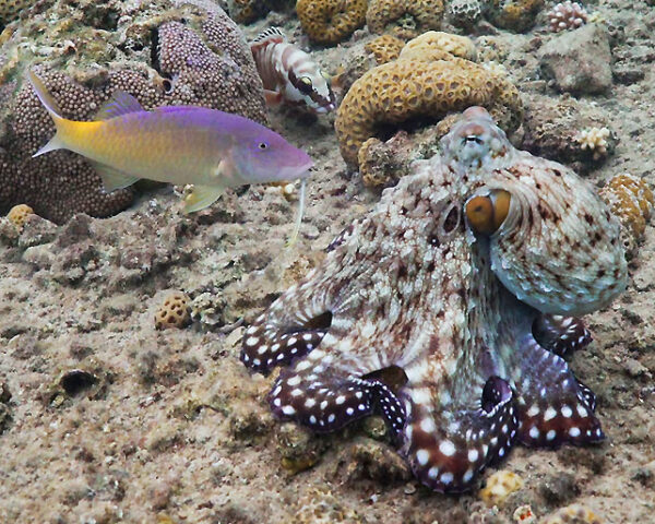 Octopuses Team Up With Fish to Hunt, And Will Punch Them if They Act Up ...