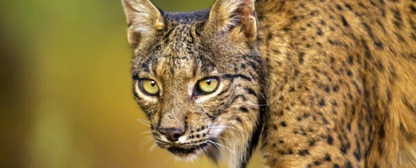 Unexpected Twist Saved Iberian Lynx From Extinction, Ancient DNA ...
