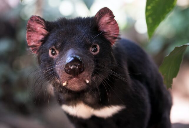 Scientists Identified The Deadliest Hunters Among All Apex Predators ...