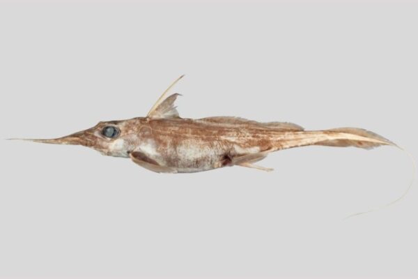 New 'Ghost Shark' Species Discovered Lurking in Deep Ocean : ScienceAlert