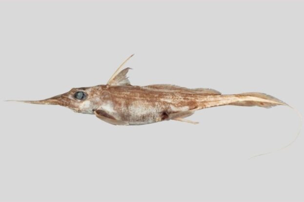 New 'Ghost Shark' Species Discovered Lurking in Deep Ocean : ScienceAlert