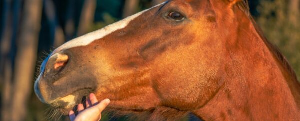 New Evidence Reveals Unexpected Origins of Horse Domestication ...