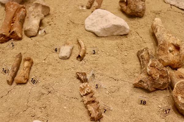 Tiny Hippos And Elephants Once Roamed Cyprus, Until Humans Arrived ...