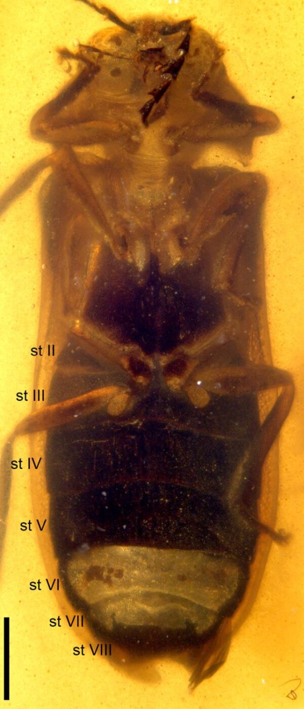 Stunning Fossil Reveals Fireflies Glowed When Dinosaurs Ruled Earth ...