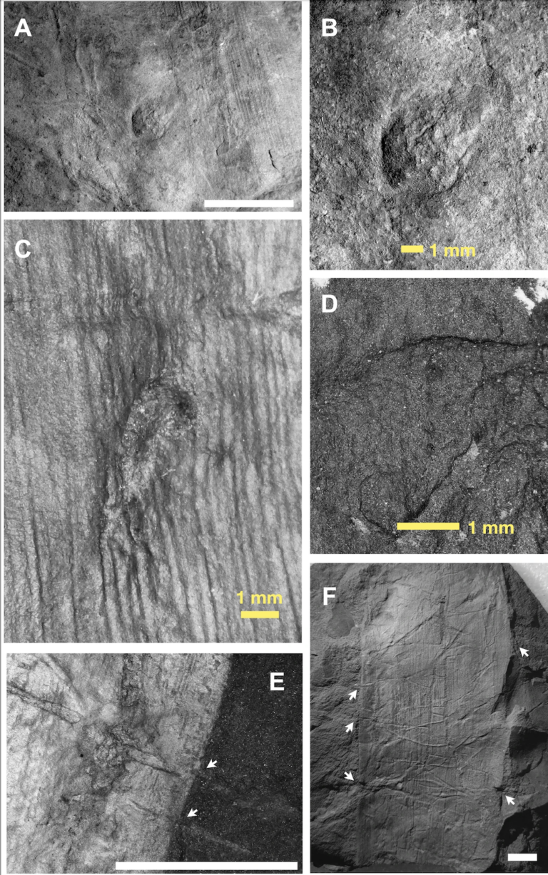 Entire Fossilized Ecosystem Reveals Over 100 Carboniferous Organisms ...