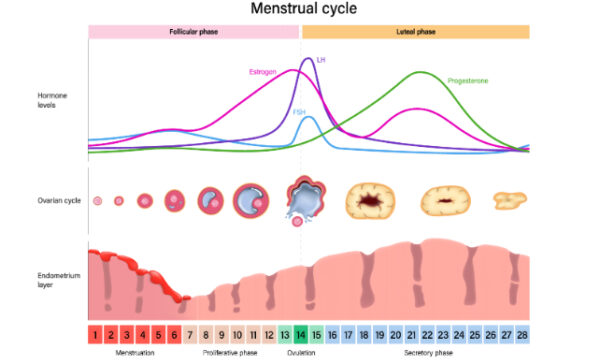 Scientists Identified Structural, Brain-Wide Changes During ...