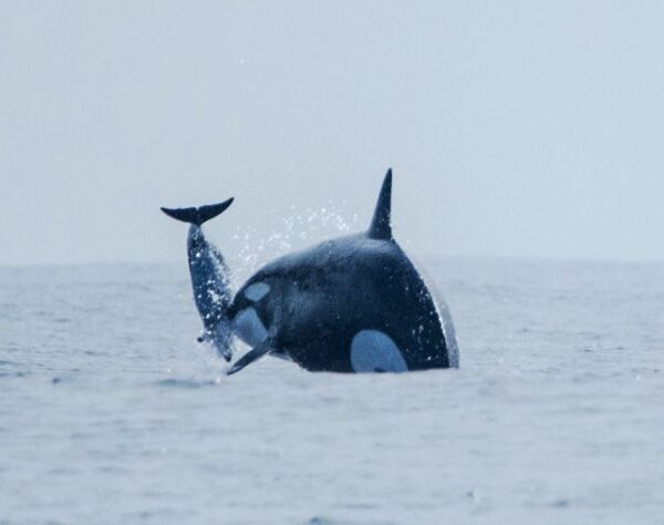 Wild Orcas Spotted Hunting Dolphins Off Chile in a Scientific First ...