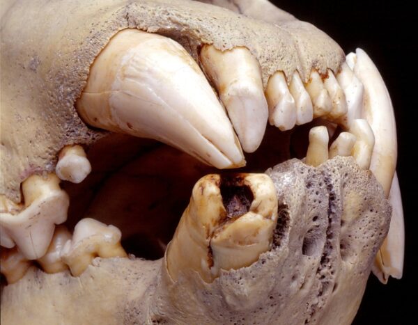 Human DNA Found in Lions' Teeth Confirms a Tragic Legend of History ...