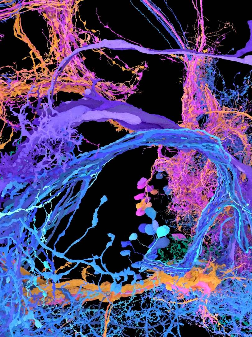 This Map of Every Neuron in an Adult Fly Brain Could Be Nobel Prize ...