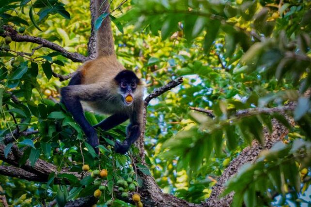Alcohol Consumption Is a Lot More Common in Animals Than We Knew ...
