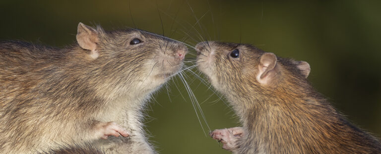 These 'Jedi Rats' Have an Invisible Trick That Can Move Matter Remotely ...