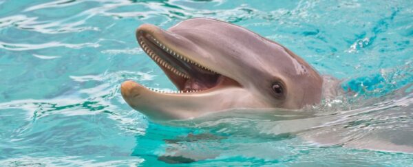 Dolphins May Actually Smile at One Another For The Same Reasons We Do ...