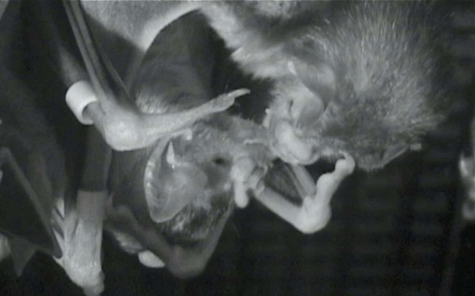 Vampire Bats Are More Than Just Bloodsuckers, Expert Reveals - Science News