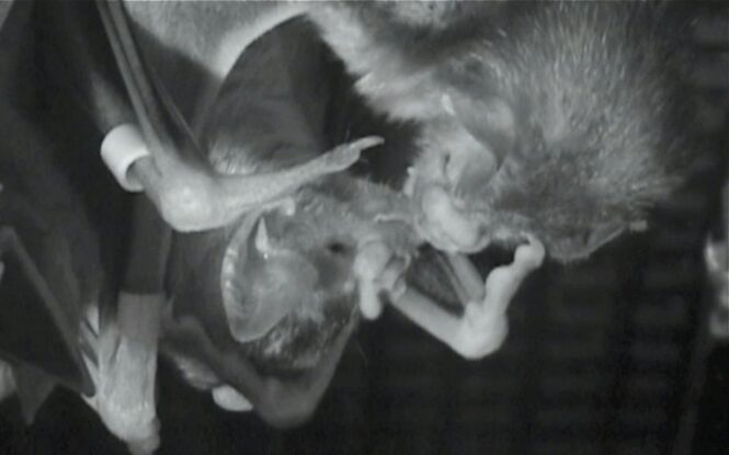 Vampire Bats Are More Than Just Bloodsuckers, Expert Reveals : ScienceAlert