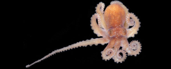 Mysterious Secrets of Octopus Arms Revealed in Unprecedented Detail ...
