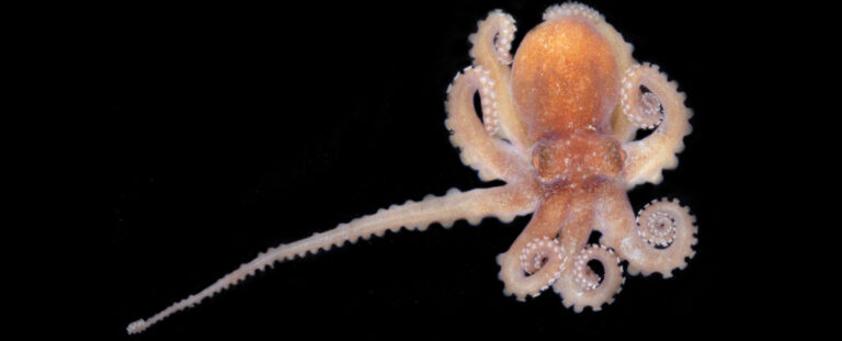 Mysterious Secrets of Octopus Arms Revealed in Unprecedented Detail ...