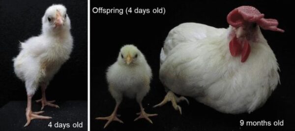 A Radical New System Shows a Way to Grow Chickens Without Eggshells ...