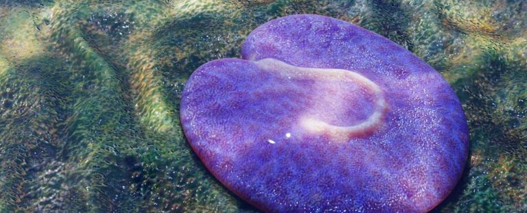 This Strange, Fleshy Blob Is One of Earth's Earliest Animals : ScienceAlert