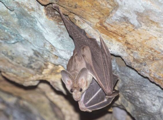 Halloween: Meet The Spooky Animals Named After Ghosts : ScienceAlert