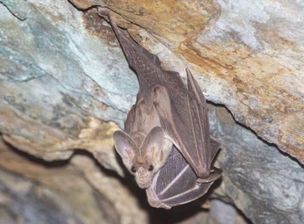 Halloween: Meet The Spooky Animals Named After Ghosts : ScienceAlert