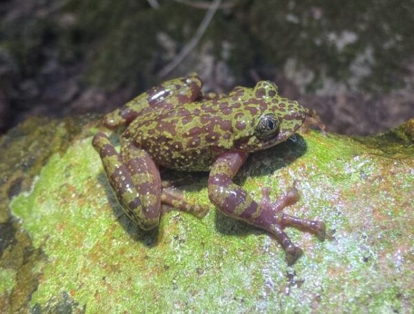 Halloween: Meet The Spooky Animals Named After Ghosts : ScienceAlert