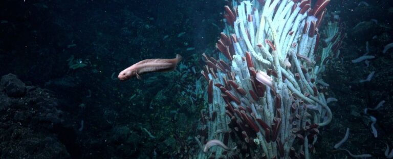 Surprise Discovery Reveals Animal Life Thriving Under The Seafloor ...