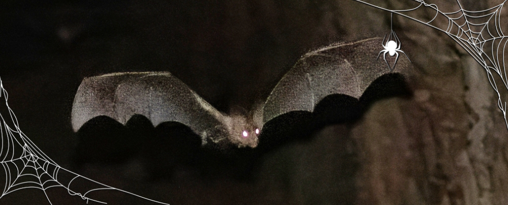 Halloween: Meet The Spooky Animals Named After Ghosts : ScienceAlert