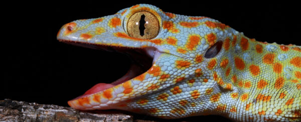 Scientists Discover a Mysterious 'Sixth Sense' Hidden in Geckos ...