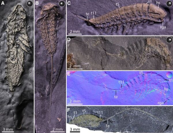 450 Million-Year-Old 'Golden' Fossil Reveals a Prize Arthropod Ancestor ...