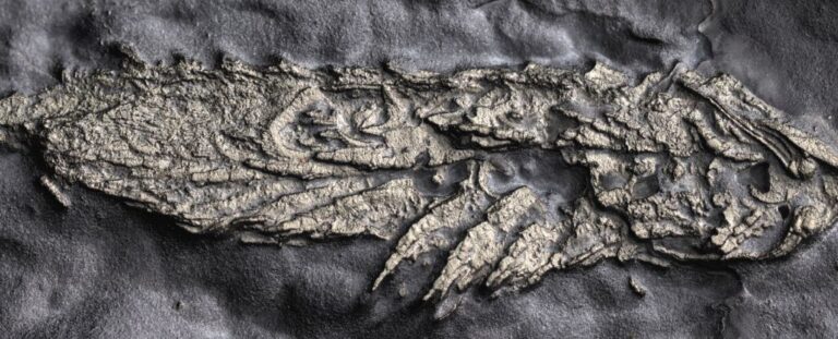 450 Million-Year-Old 'Golden' Fossil Reveals a Prize Arthropod Ancestor ...