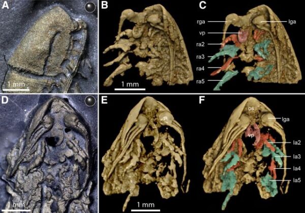 450 Million-Year-Old 'Golden' Fossil Reveals a Prize Arthropod Ancestor ...