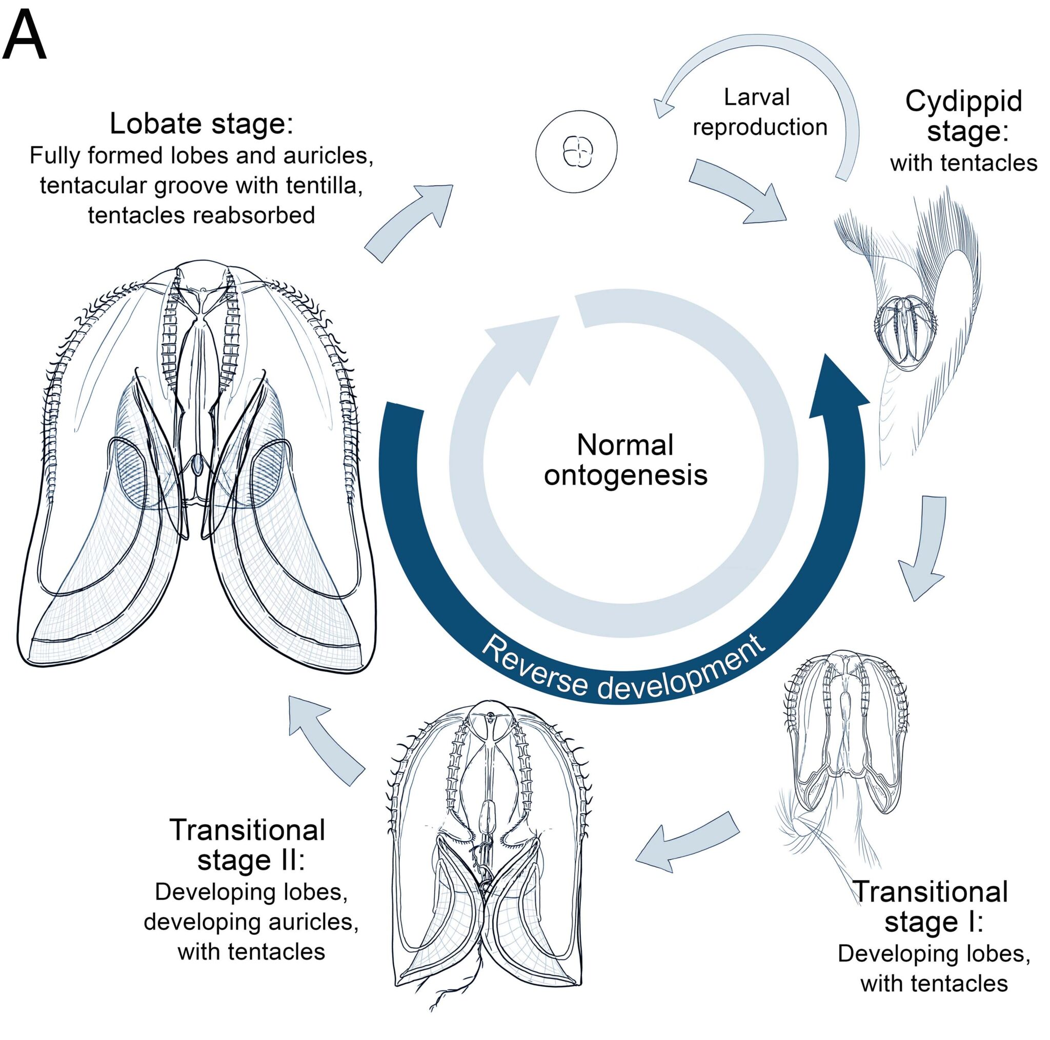 Wild Discovery Reveals That Comb Jellies Can Age in Reverse - Science News