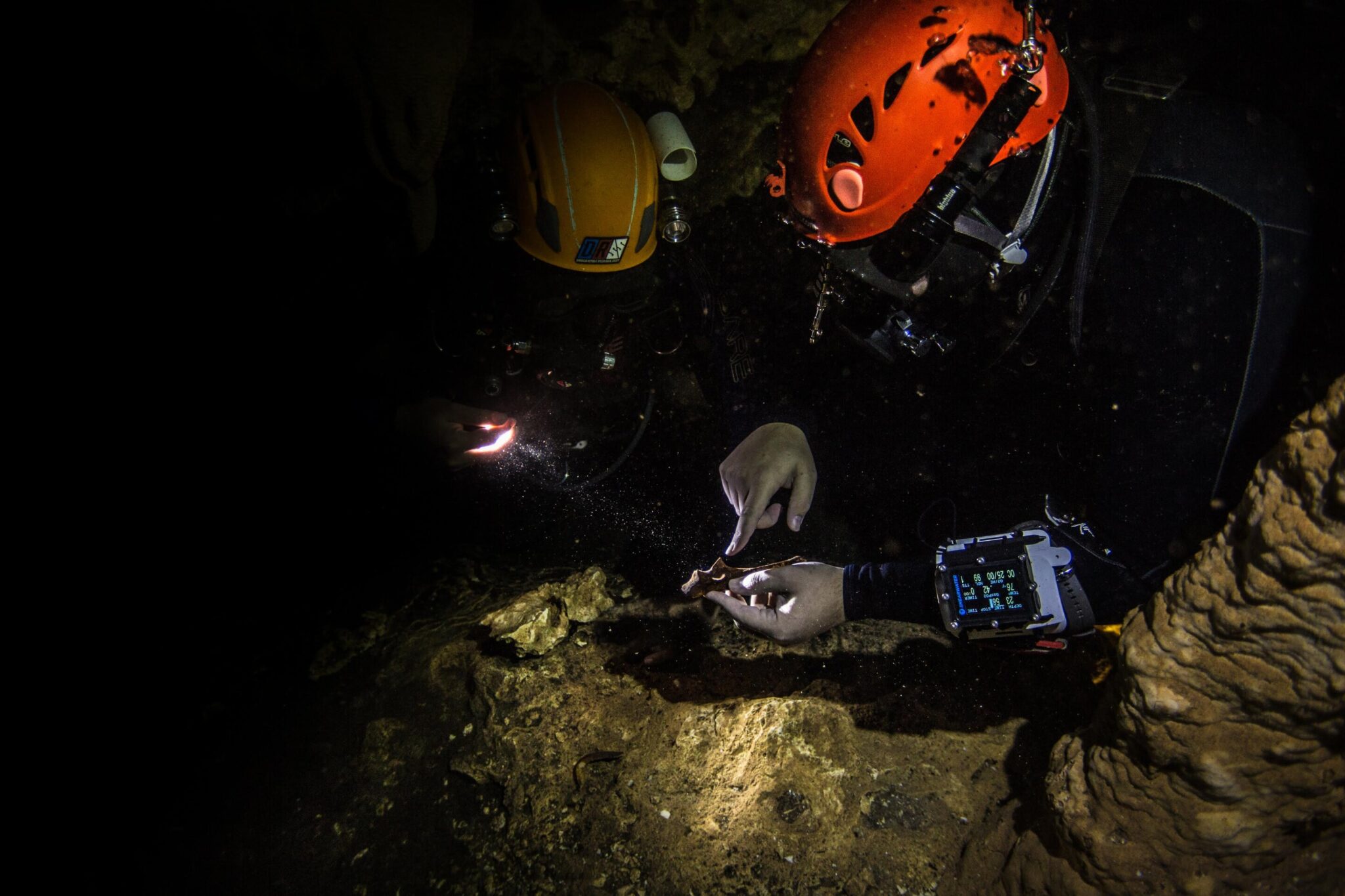 Stunningly Preserved Bones of Extinct Caribbean Monkey Found by Divers ...