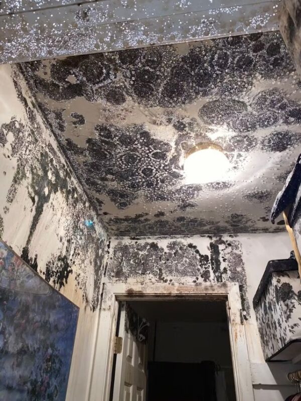 Should You Be Worried About The Mold Growing in Your Home? : ScienceAlert