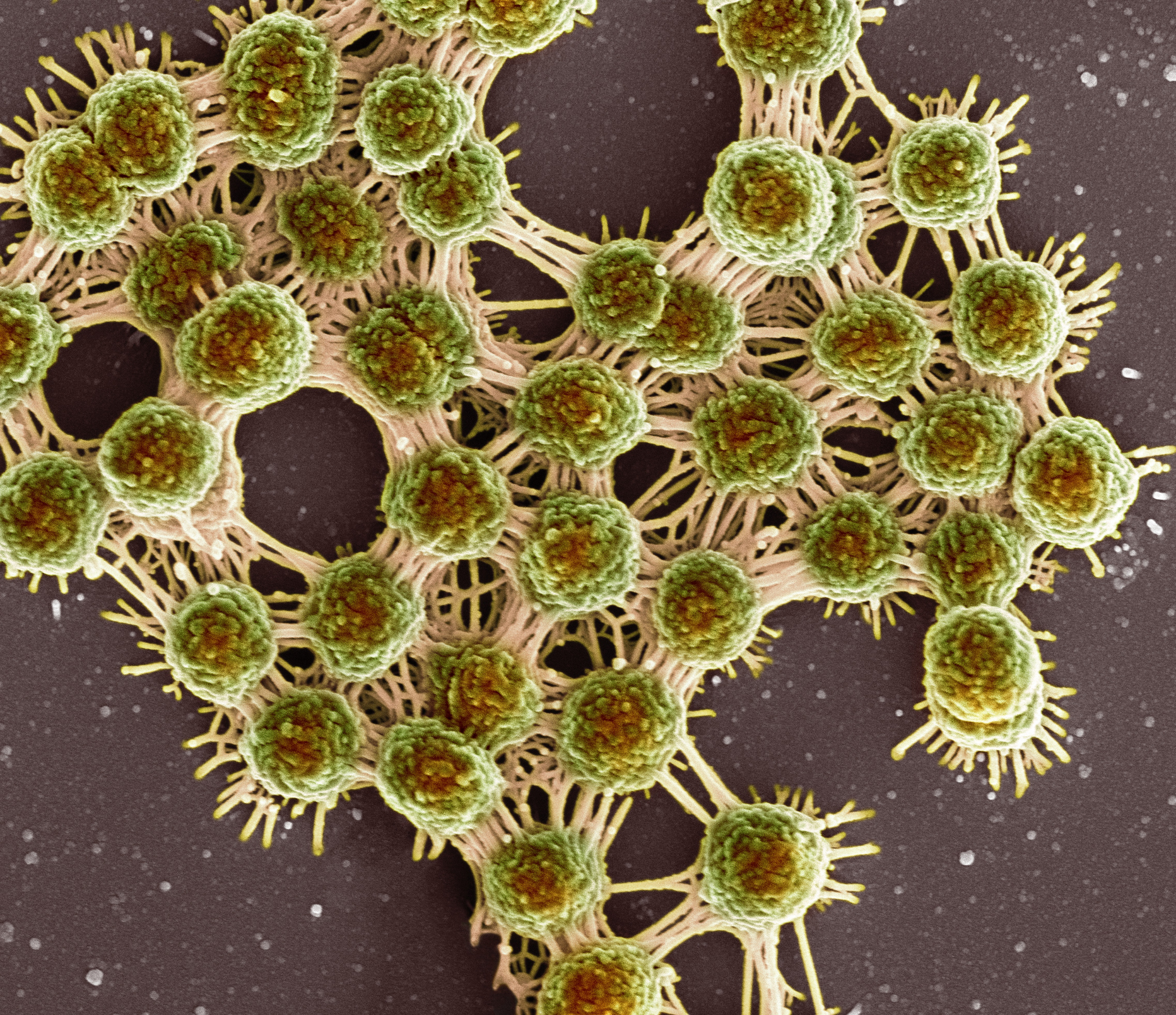 Microscope Mysteries: Answers