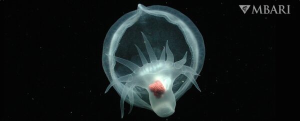 Ghostly Creature Deep in The Ocean Is Like Nothing We've Seen Before ...
