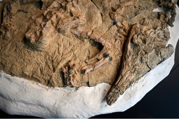 Incredible Fossil Preserves a Crocodile From 12 Million Years Ago ...