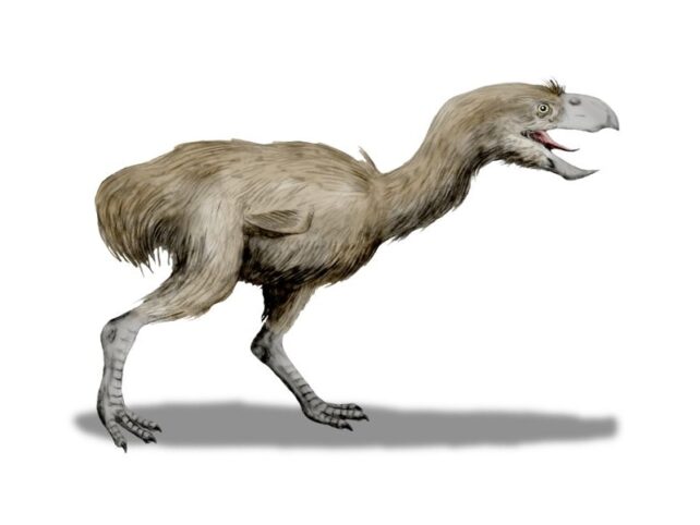 This Flesh-Eating 'Terror Bird' May Have Stood Over 3 Meters Tall ...