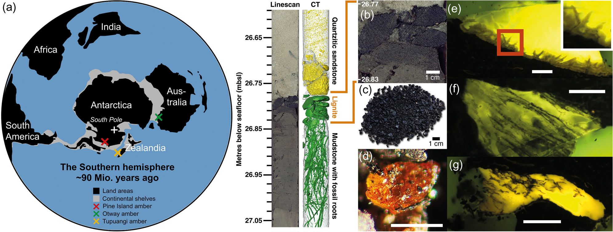 First-Ever Amber Discovered in Antarctica Shows Rainforest Existed Near ...