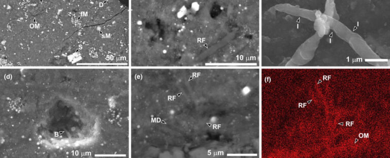 Asteroid Fragment Reveals Signs of Life, But It's Not What You Think ...
