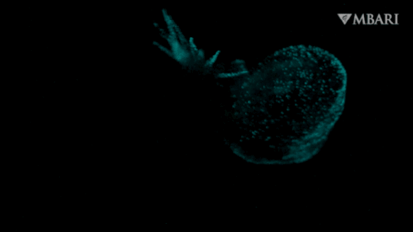 Ghostly Creature Deep in The Ocean Is Like Nothing We've Seen Before ...