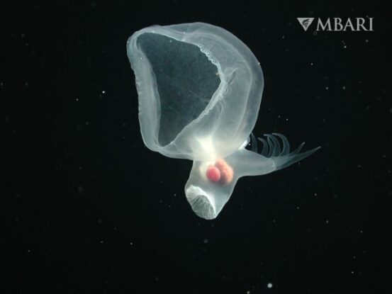 Ghostly Creature Deep in The Ocean Is Like Nothing We've Seen Before ...