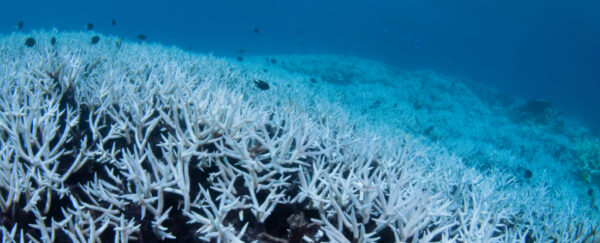 Record-Breaking Coral Death in The Great Barrier Reef Alarms Scientists ...