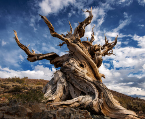 Largest Organism in The World Could Officially Be The Oldest Living ...