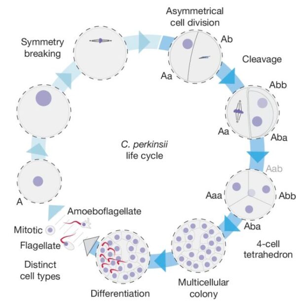 Scientists Reveal a Shocking Solution to The Chicken or Egg Paradox ...