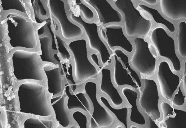 Microscope Mysteries: Answers