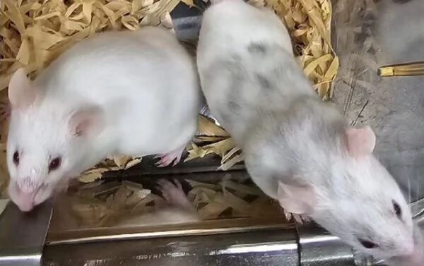 Genes Older Than Animal Life Itself Were Inserted Into Mice. Here's ...