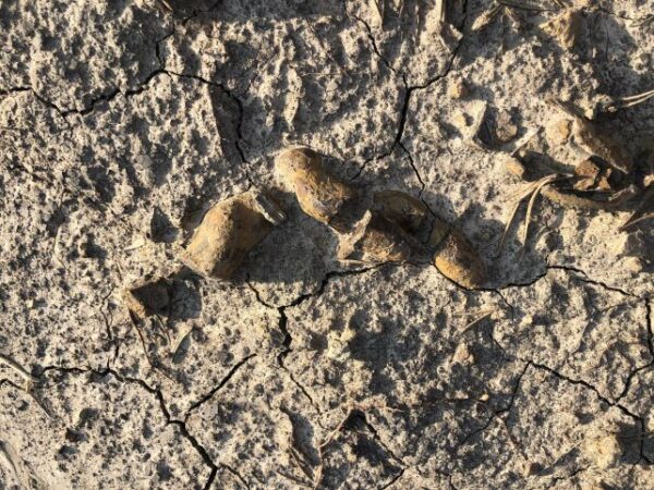 The Rise of The Dinosaurs Can Be Tracked in Their Fossilized Poop ...